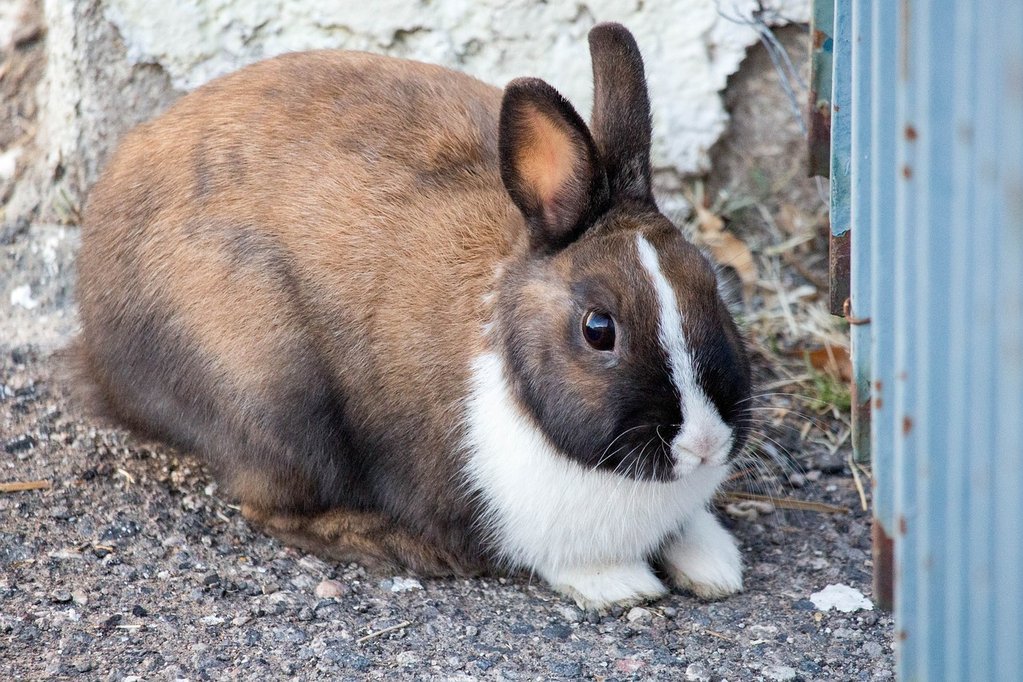 Poultry And Rabbit Feeds Free ZIMSEC Cambridge Revision Notes