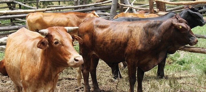 The Economic Organization of the Ndebele State - Free ZIMSEC ...