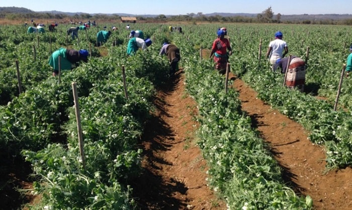 Human Farm Inputs: Labour and Capital - Free ZIMSEC & Cambridge ...
